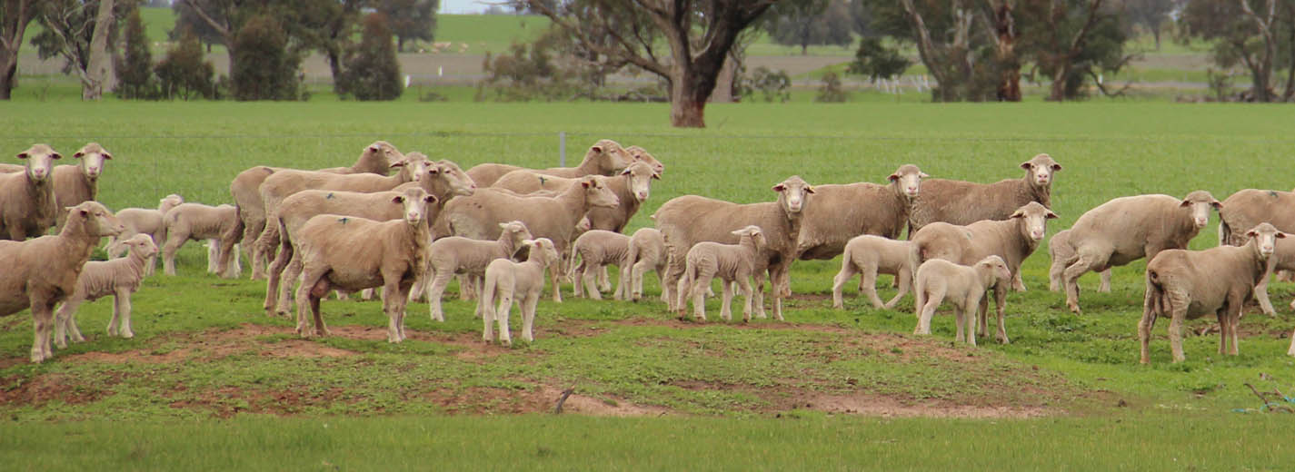 Wallaloo Park Merino and Poll Merino Genetics